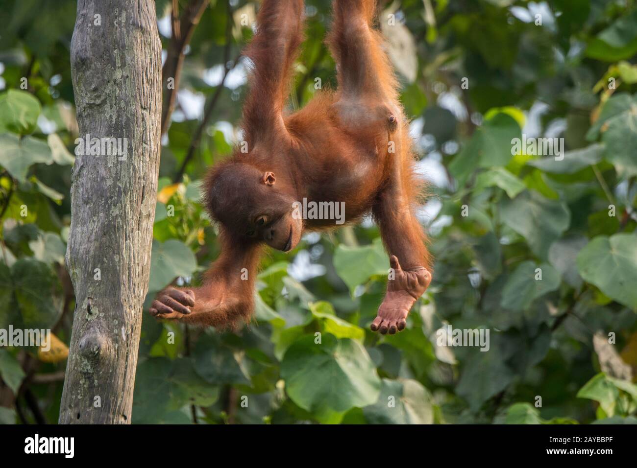A playful 2 year old baby boy Orangutan (Pongo pygmaeus) on an ...