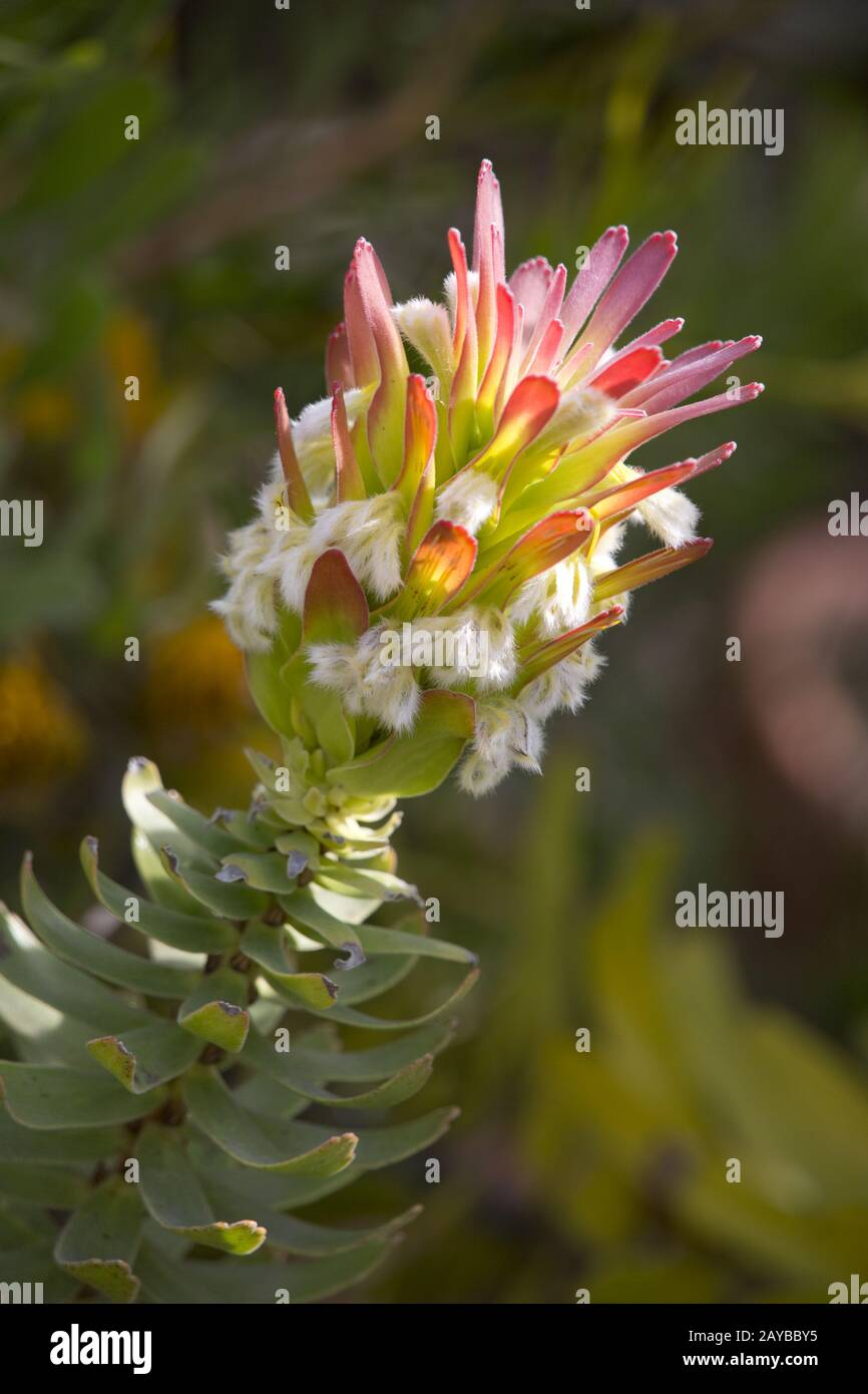 Red pagoda (Mimetes cucullatus) in the botanical garden Stock Photo - Alamy
