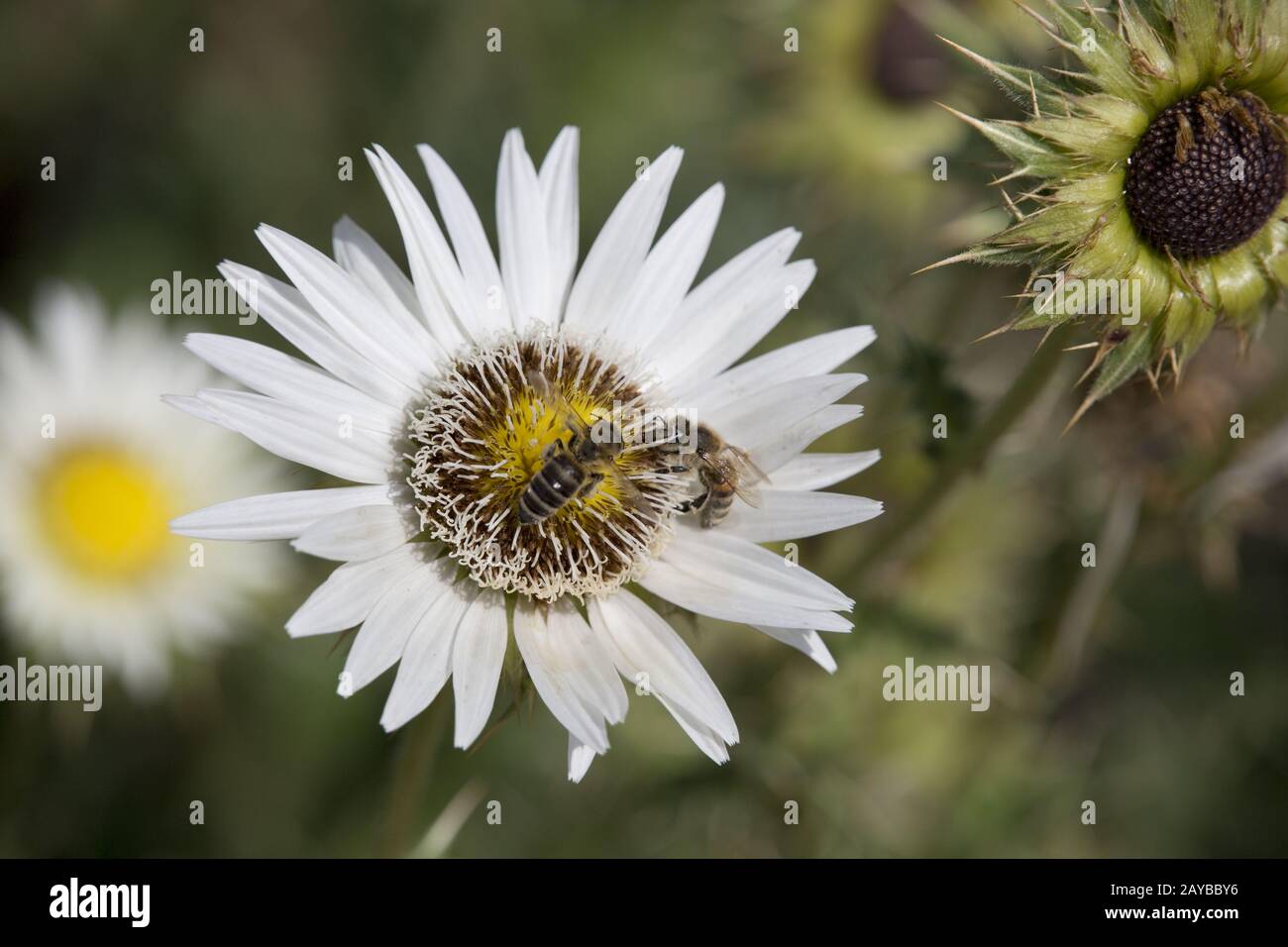 South african thistle hi-res stock photography and images - Alamy