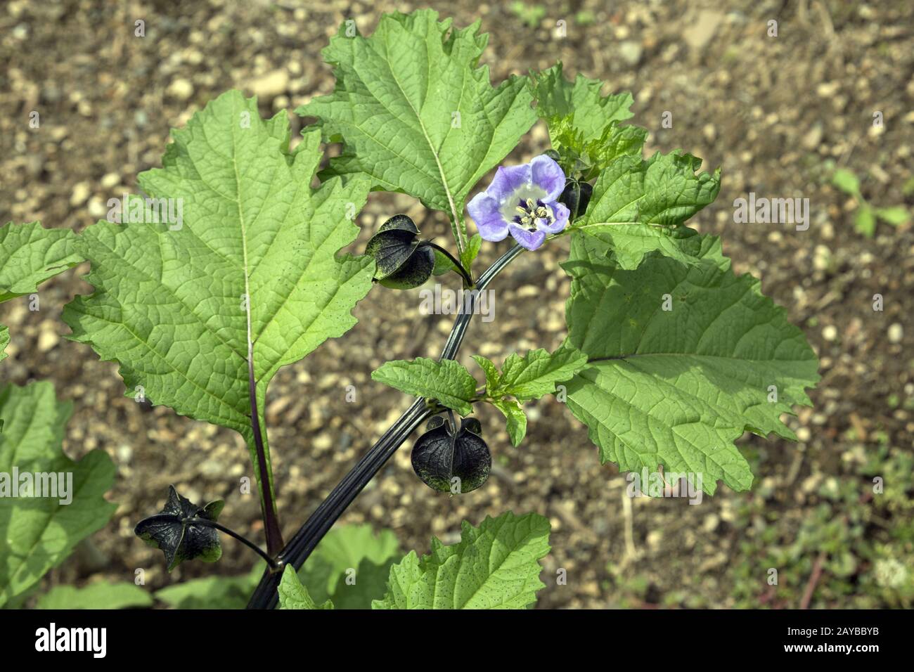Physaloides hi-res stock photography and images - Alamy