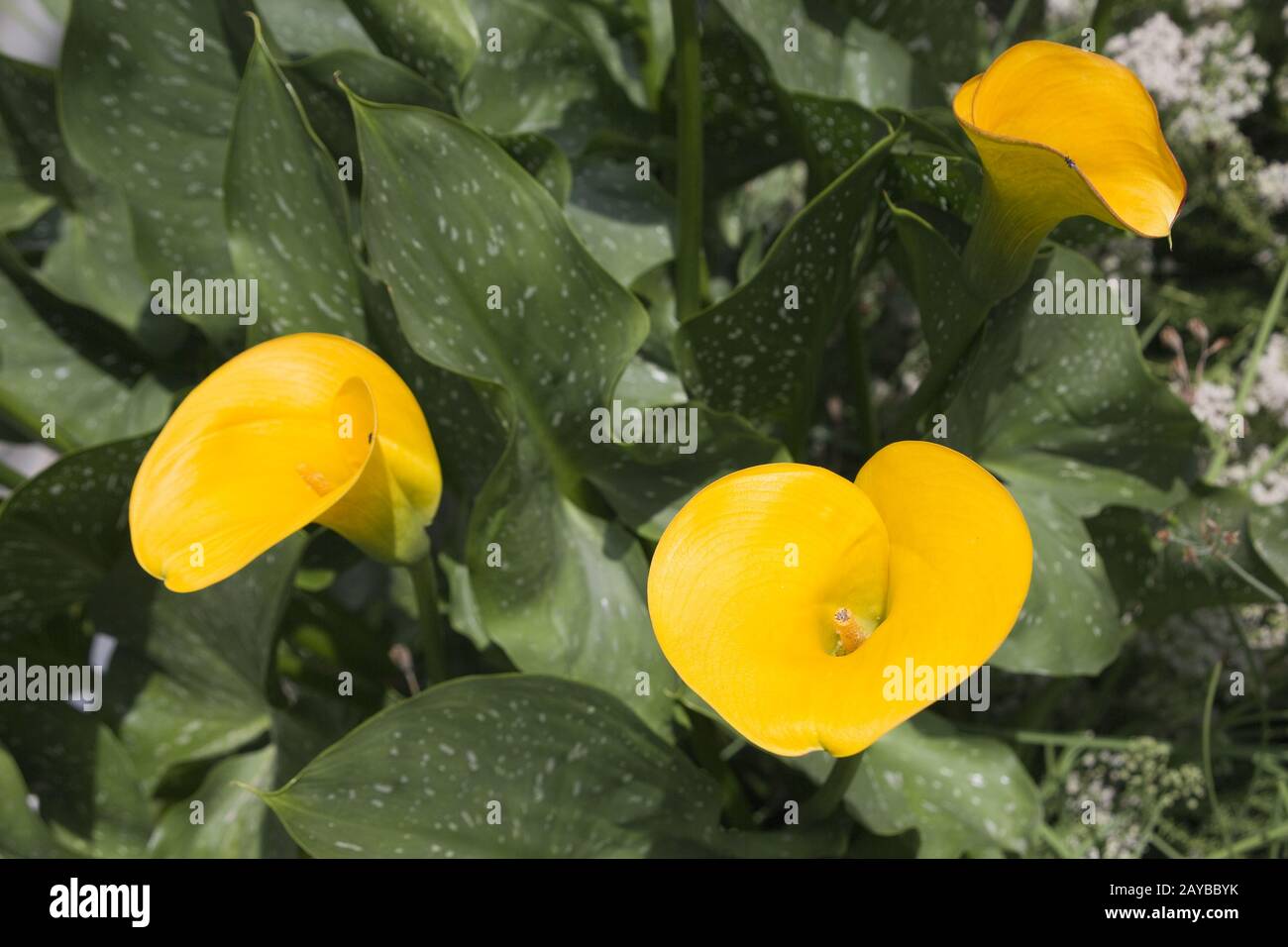 Yellow calla (Zantedeschia elliottiana) in the botanical garden Stock ...
