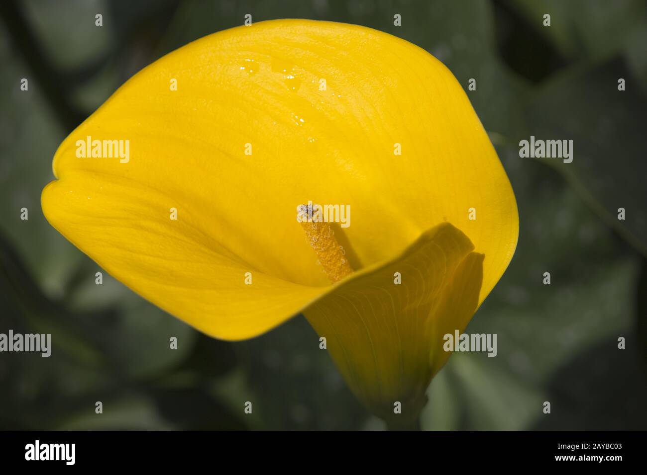 Yellow calla (Zantedeschia elliottiana) in the botanical garden Stock ...