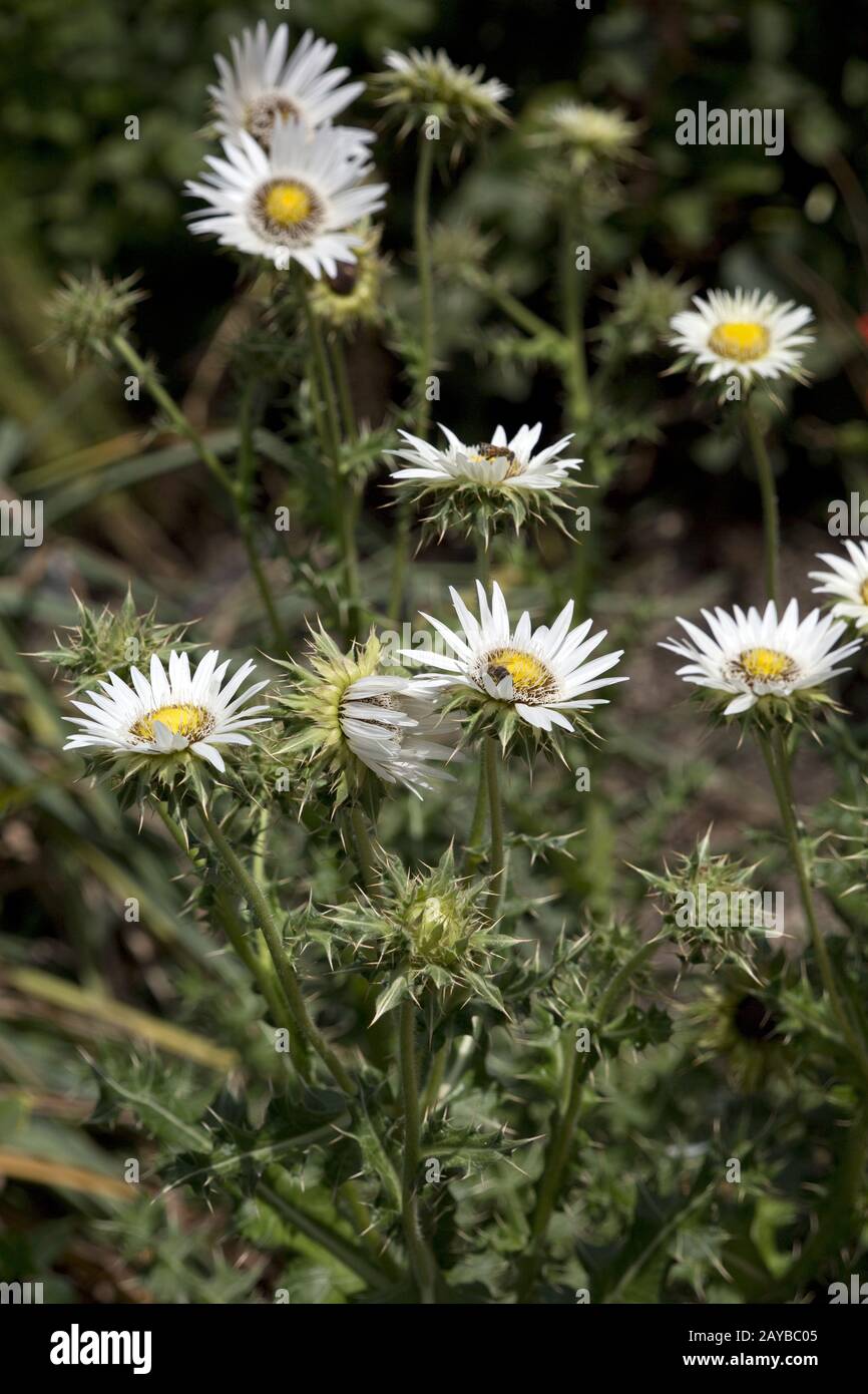 South African Thistle High Resolution Stock Photography and Images - Alamy