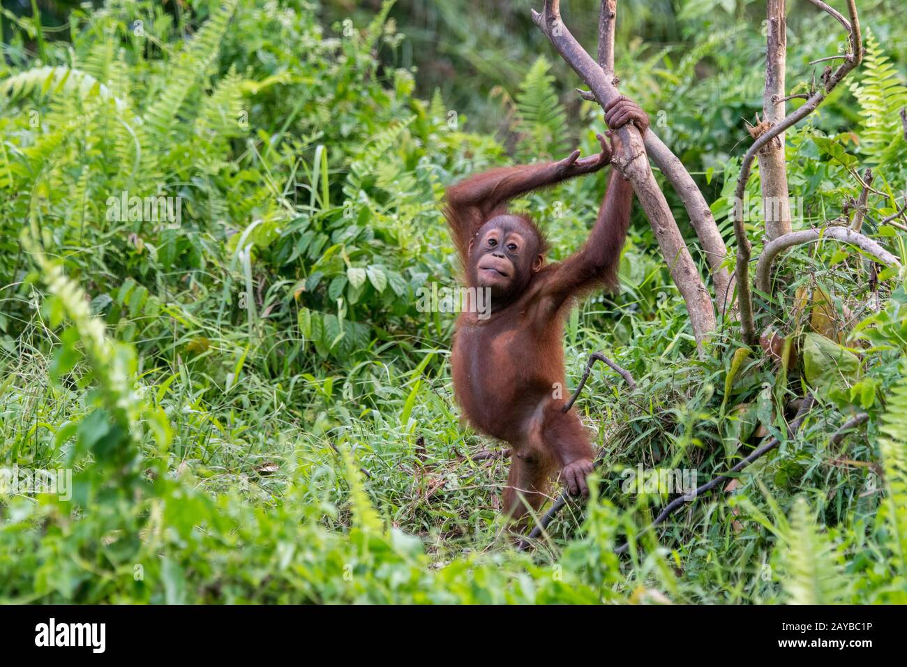 A playful 2 year old baby boy Orangutan (Pongo pygmaeus) on an ...