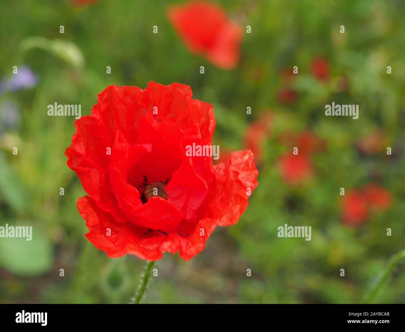 a bright red common poppy flower with buds with a blurred floral summer ...