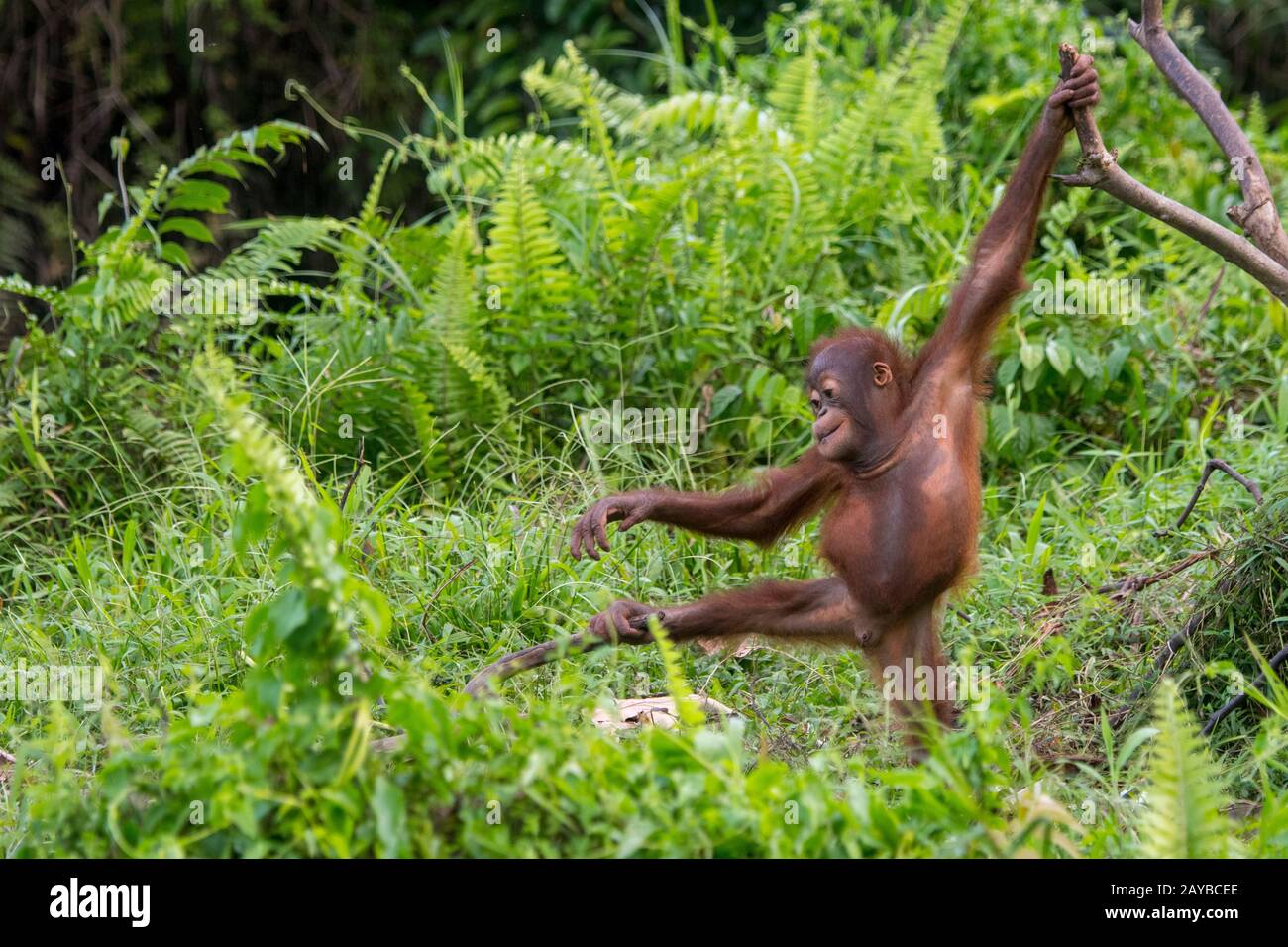 A playful 2 year old baby boy Orangutan (Pongo pygmaeus) on an ...