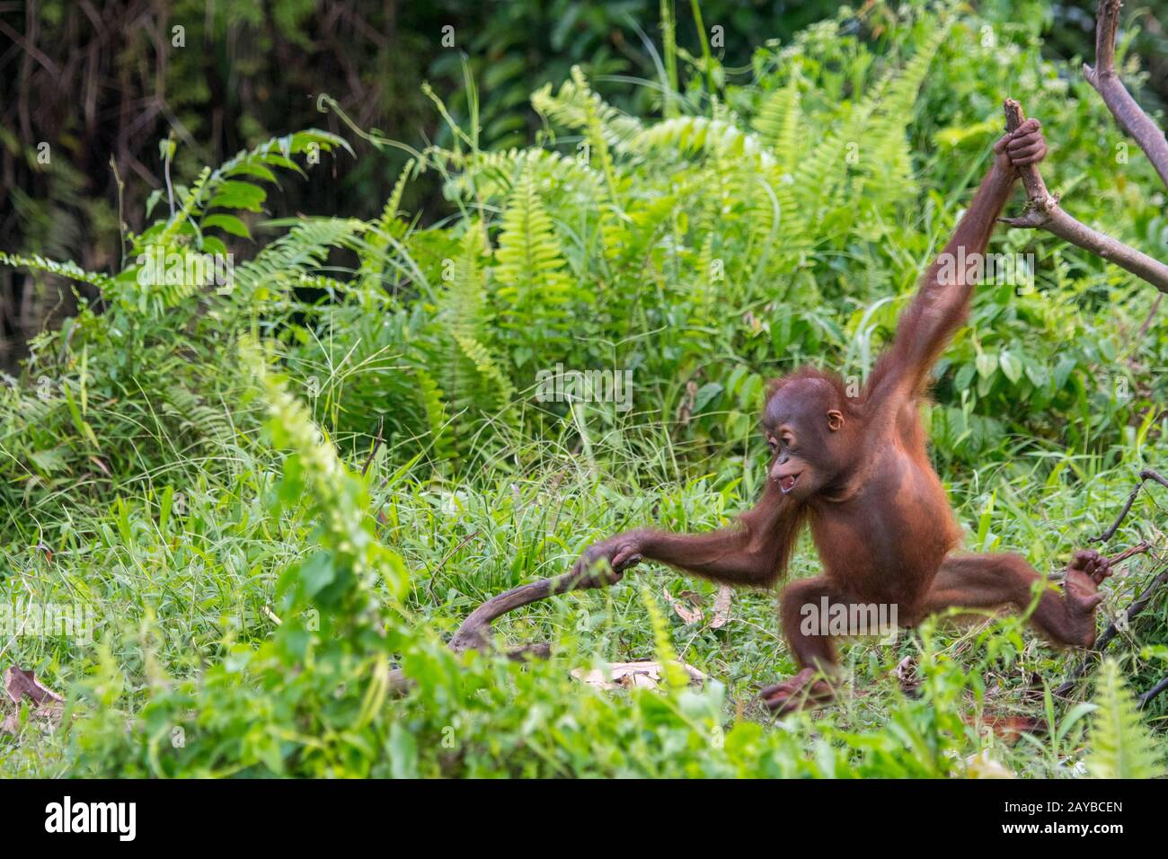 A playful 2 year old baby boy Orangutan (Pongo pygmaeus) on an ...