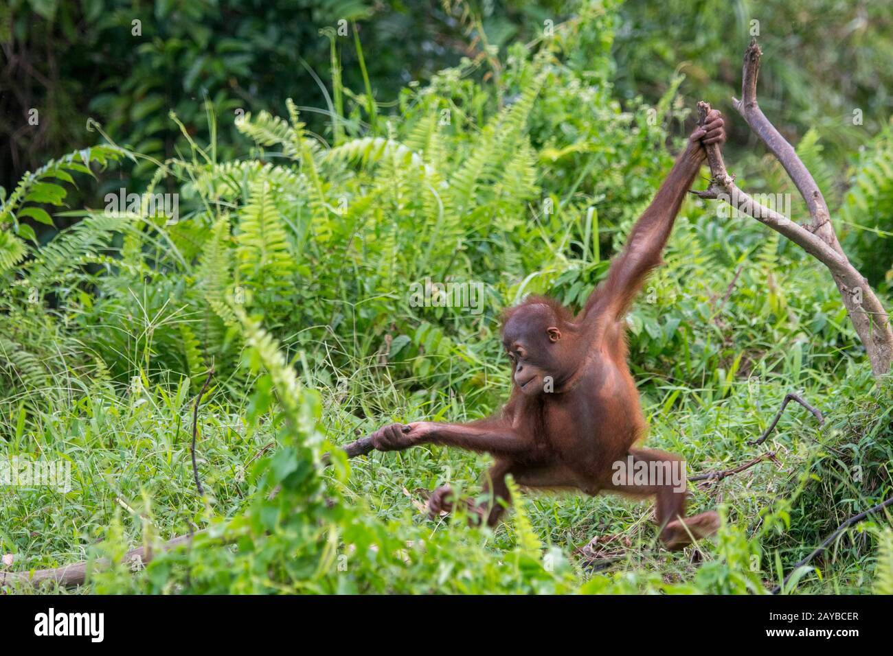 A playful 2 year old baby boy Orangutan (Pongo pygmaeus) on an ...