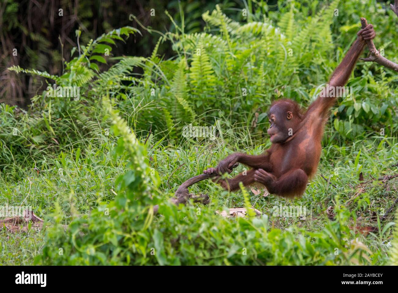 A Playful 2 Year Old Baby Boy Orangutan Pongo Pygmaeus On An a-playful-2-year-old-baby-boy-orangutan-pongo-pygmaeus-on-an