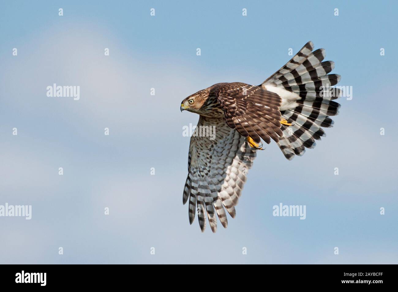 Coopers hawk in flight hi-res stock photography and images - Alamy