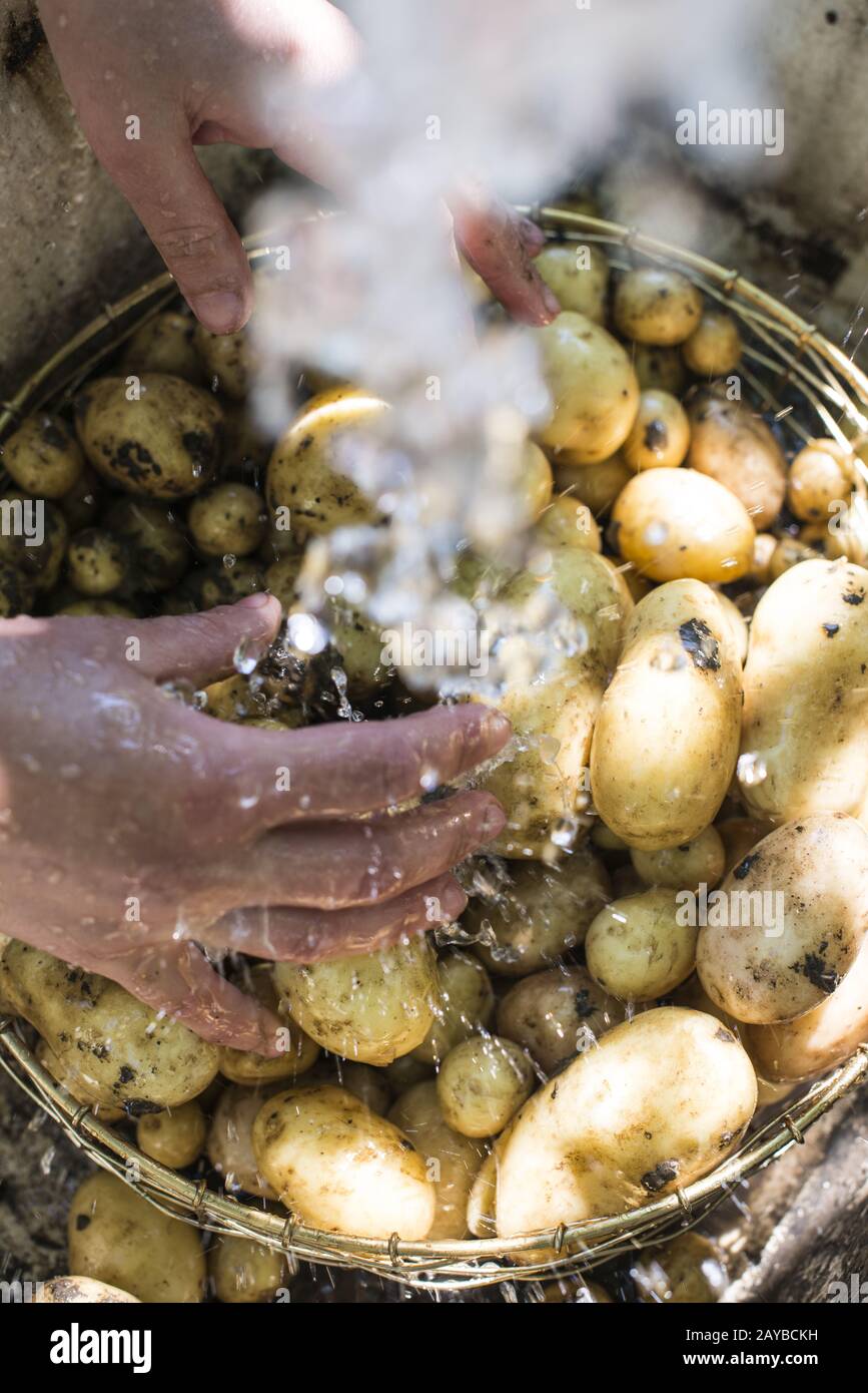 Washing freshly harvested potatoes Stock Photo - Alamy