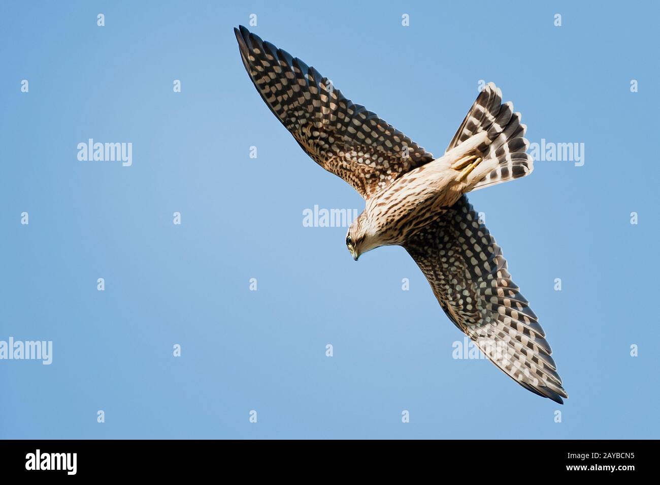 Flying hawks hi-res stock photography and images - Alamy