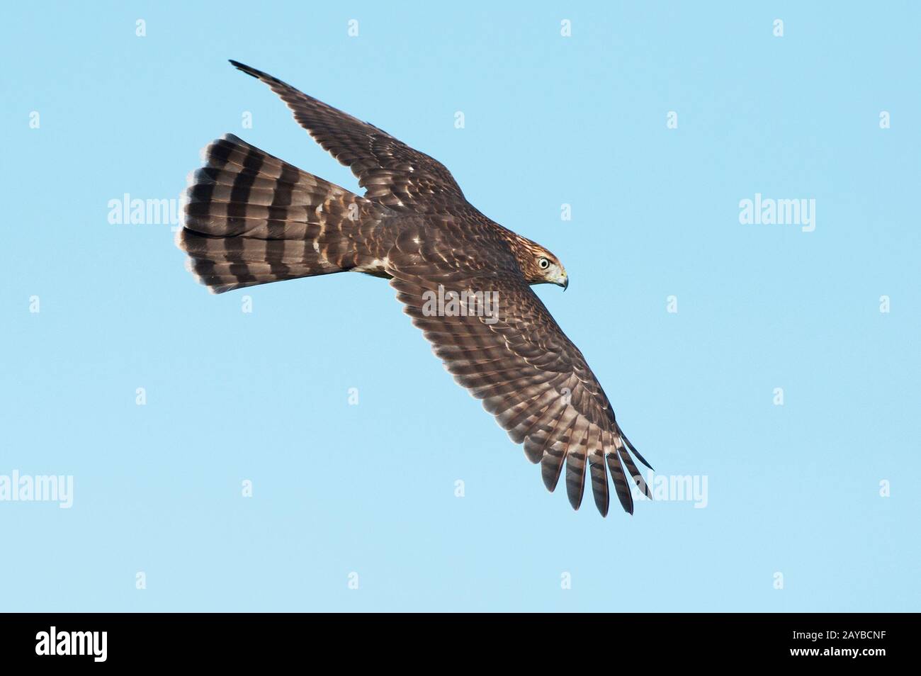 Juvenile coopers hawk hi-res stock photography and images - Alamy