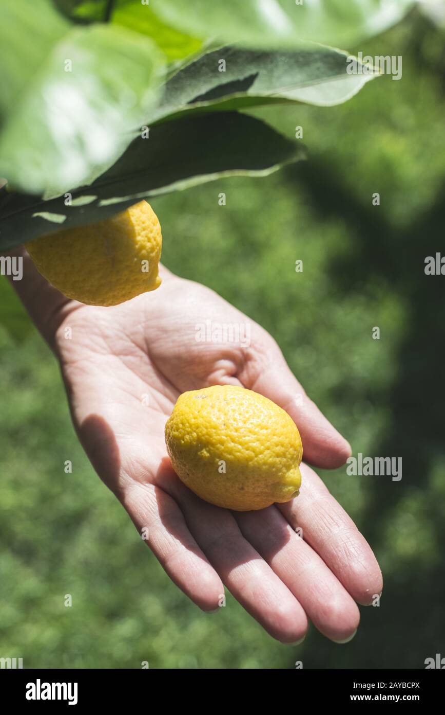 Young lemon tree and fruit Stock Photo - Alamy