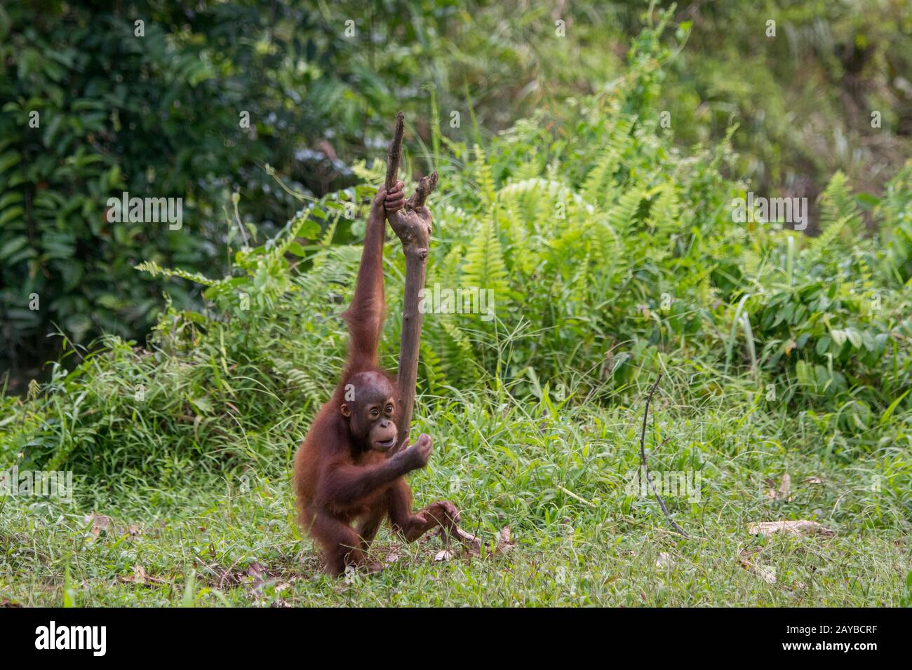 A playful 2 year old baby boy Orangutan (Pongo pygmaeus) on an ...