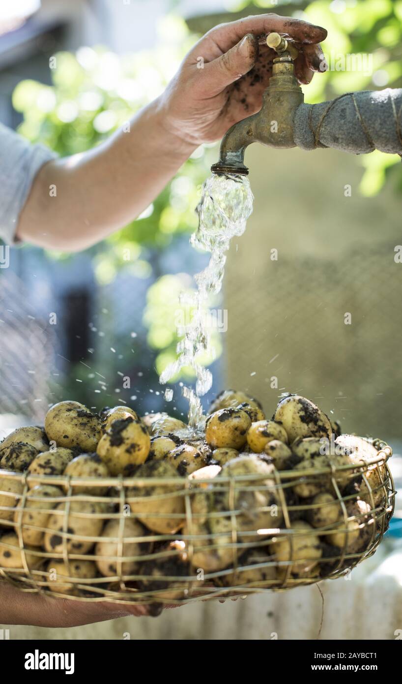 Wash potatoes hi-res stock photography and images - Alamy