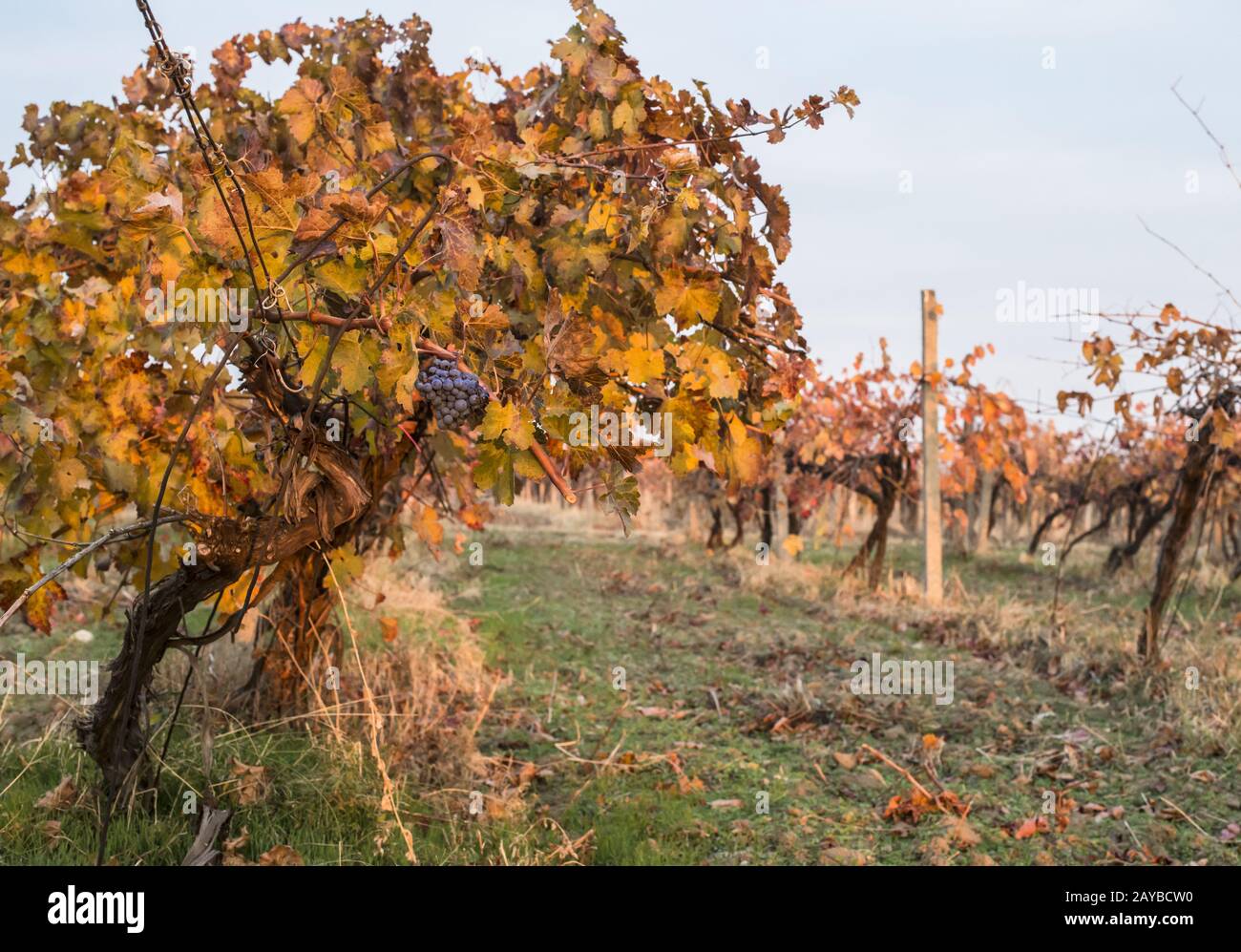Autumn vine leaves. Sunrise and yellow vine leaves Stock Photo - Alamy