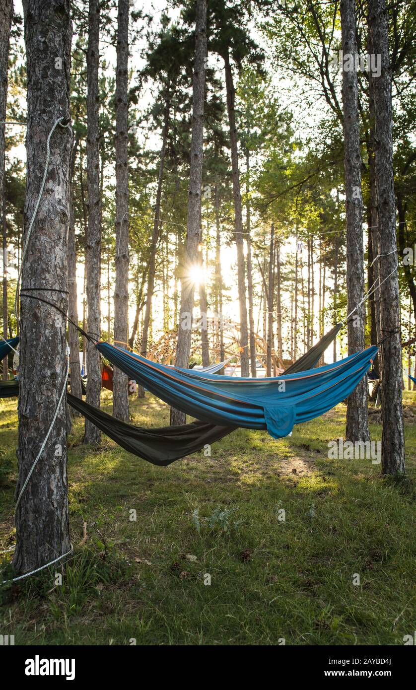 Hammocks on trees in the forest. Sunshine morning in the forest Stock ...