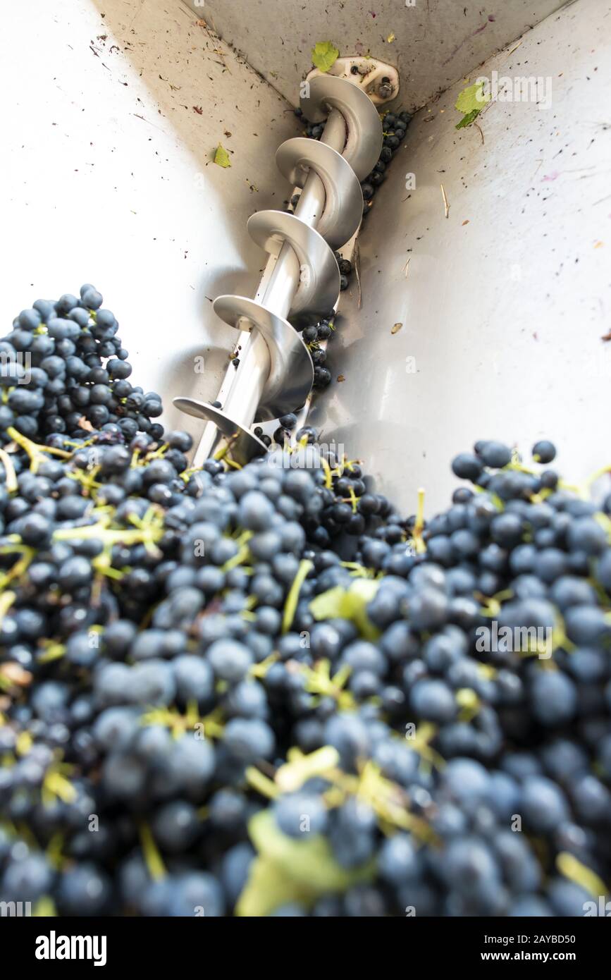 Grape crushing machine Stock Photo - Alamy