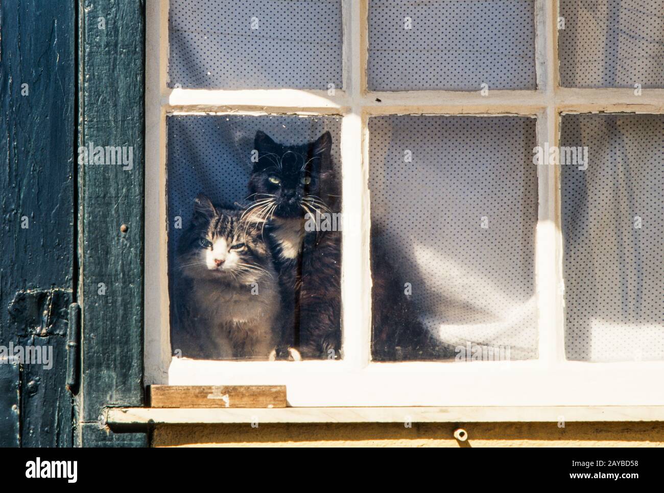 Two cats looking through vintage window. Sunny day light on old window ...