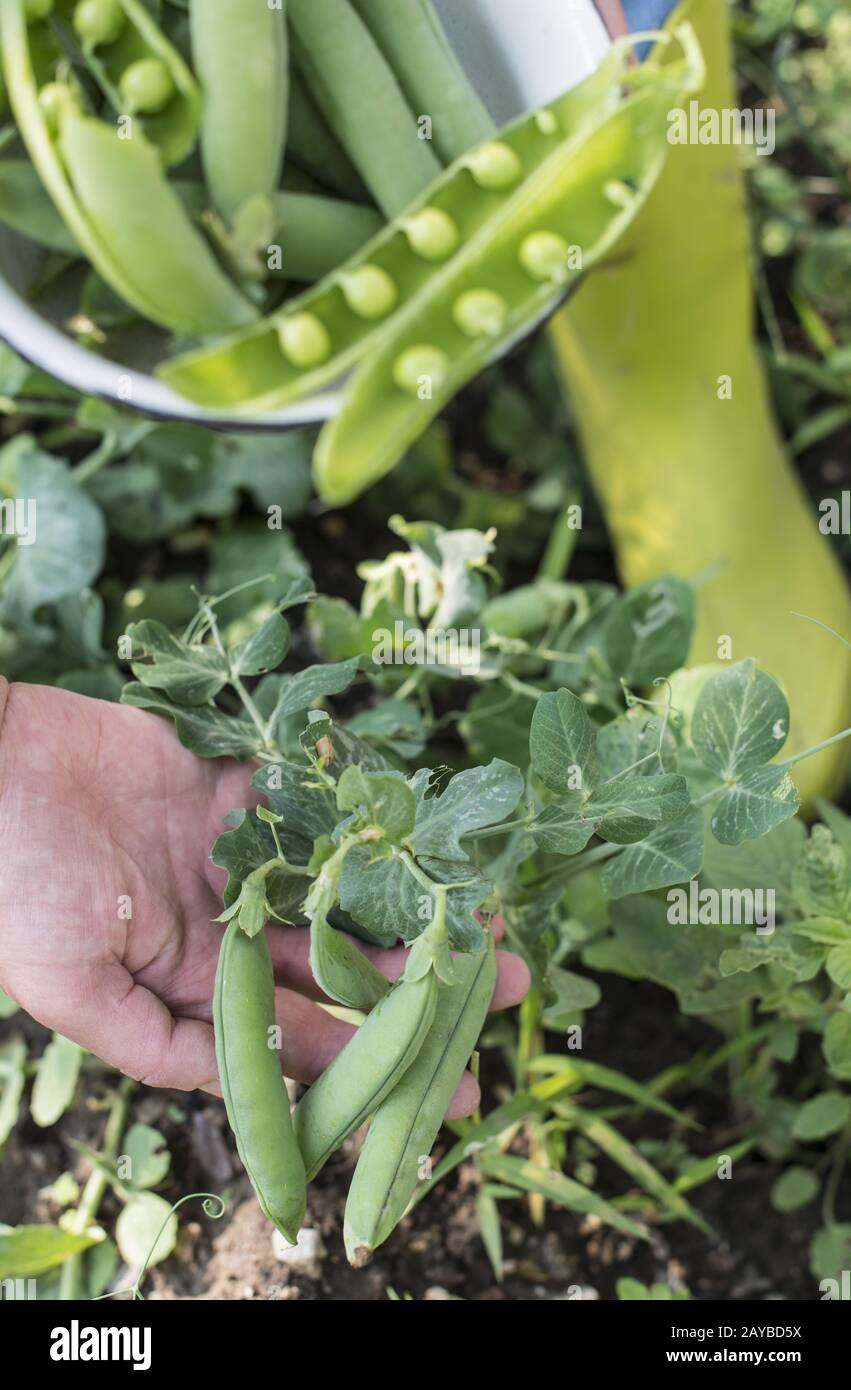 Harvest pea plants in a garden. Close up pea beans on daylight ...