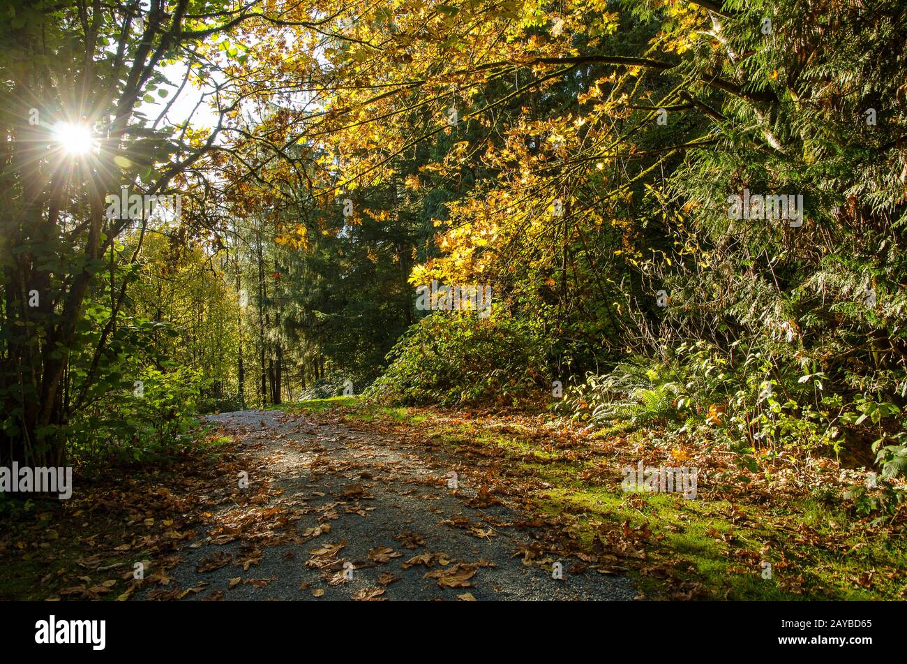 Peaceful fall hike hi-res stock photography and images - Alamy