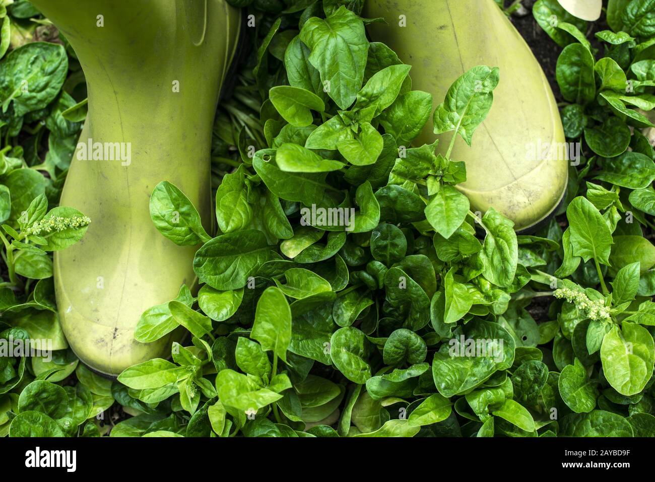 Spinach in organic farm. Home garden Stock Photo - Alamy