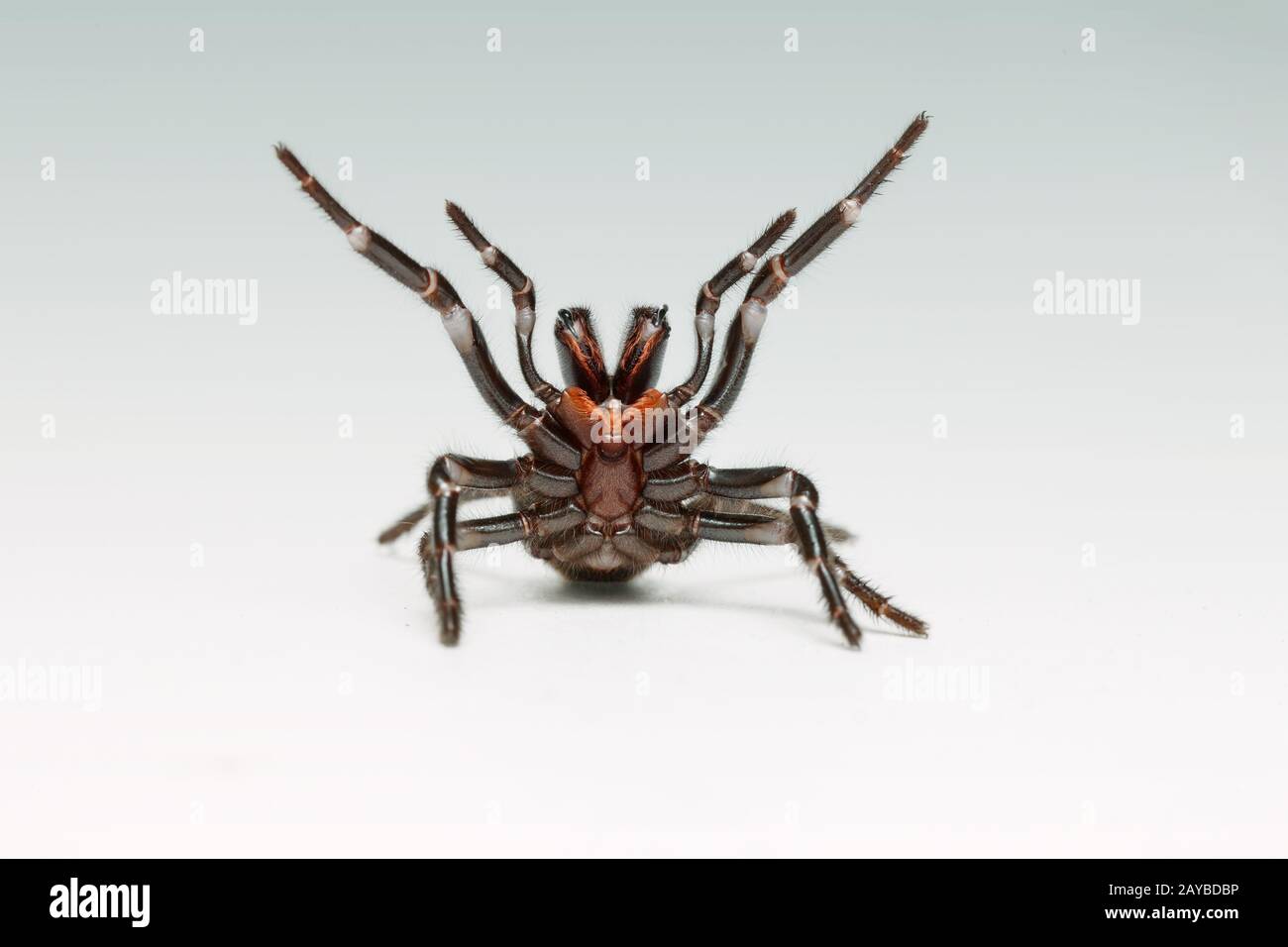 A Sydney Funnel Web Spider rears with fangs extended Stock Photo - Alamy