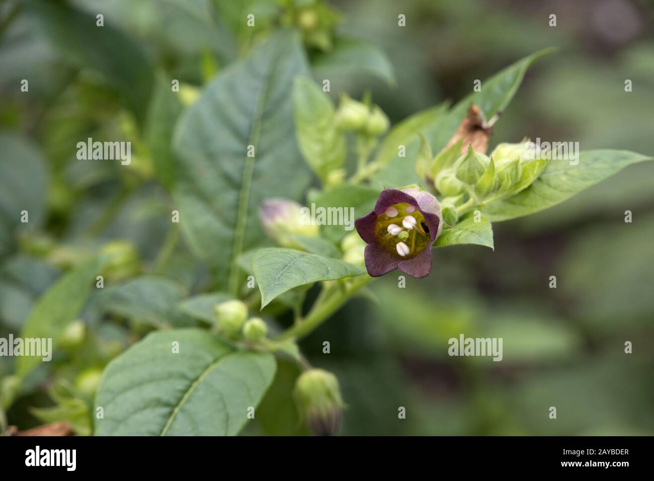 belladonna or deadly nightshade (Atropa belladonna Stock Photo - Alamy