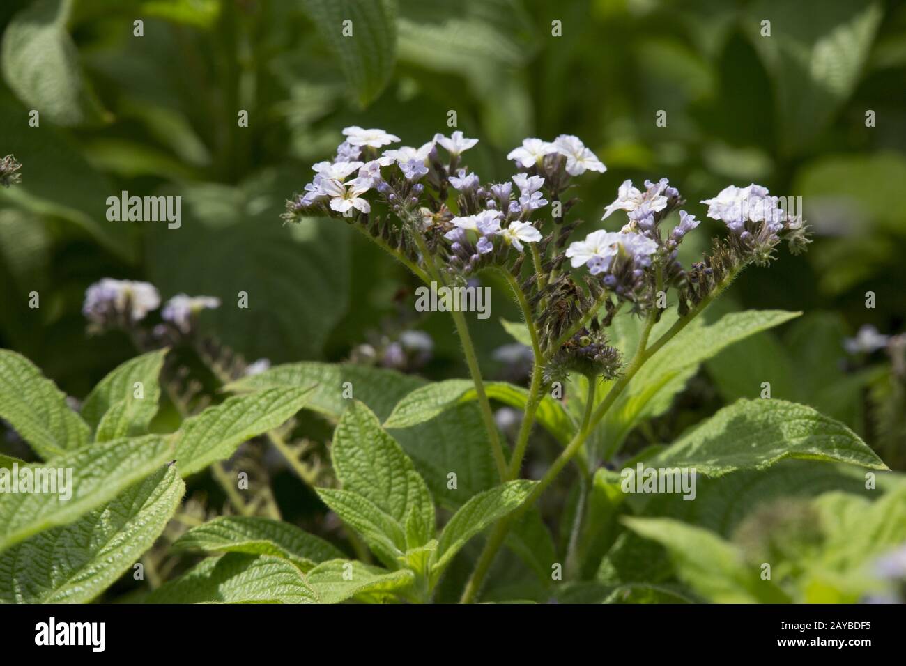 garden heliotrope, common heliotrope or cherry pie (Heliotropium ...
