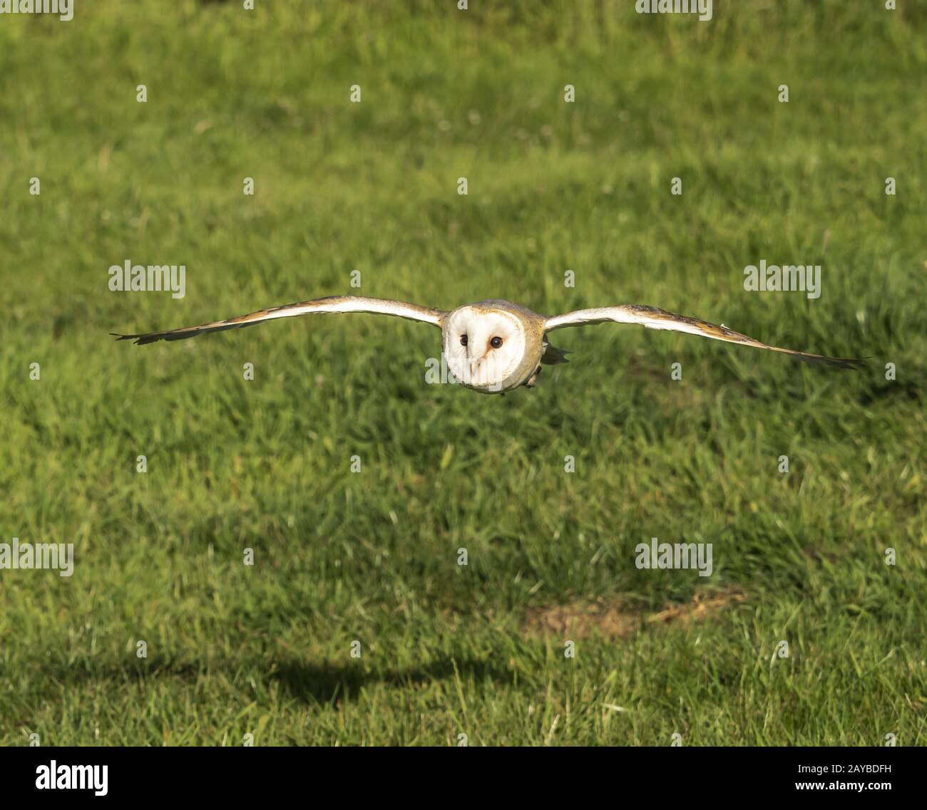Barn Owl in Flight Stock Photo - Alamy