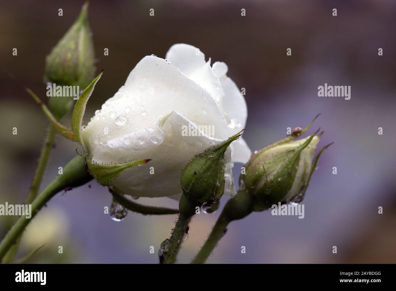 White rose bud with raindrops hi-res stock photography and images - Alamy