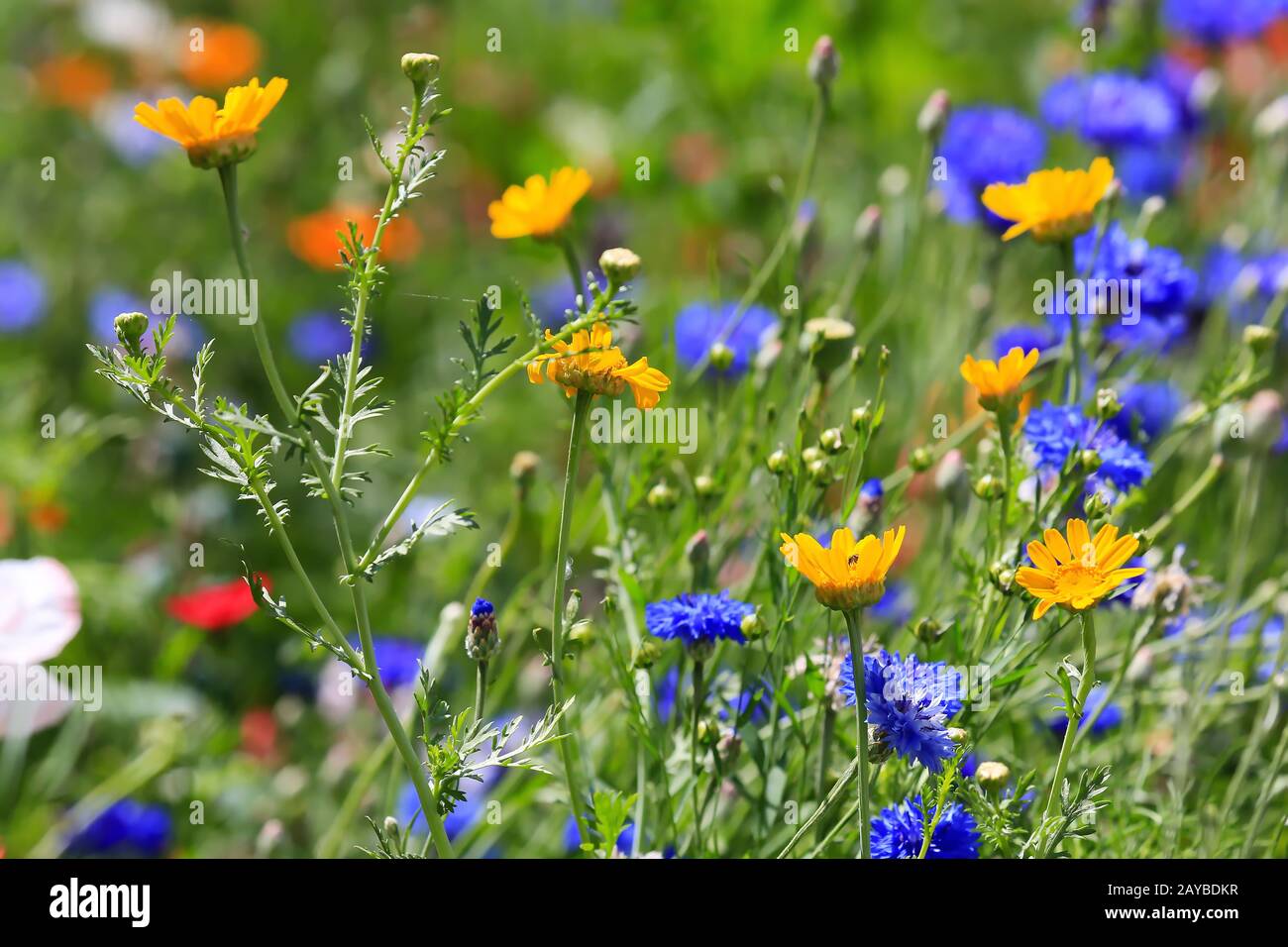 colorful flower meadow Stock Photo - Alamy