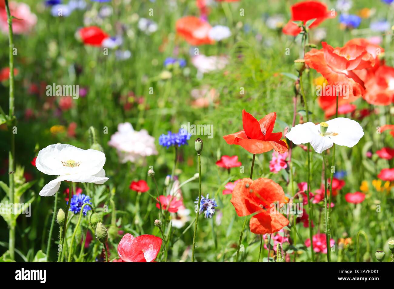 colorful flower meadow Stock Photo - Alamy