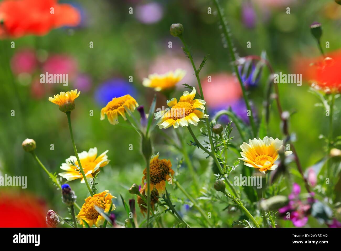 colorful flower meadow Stock Photo - Alamy