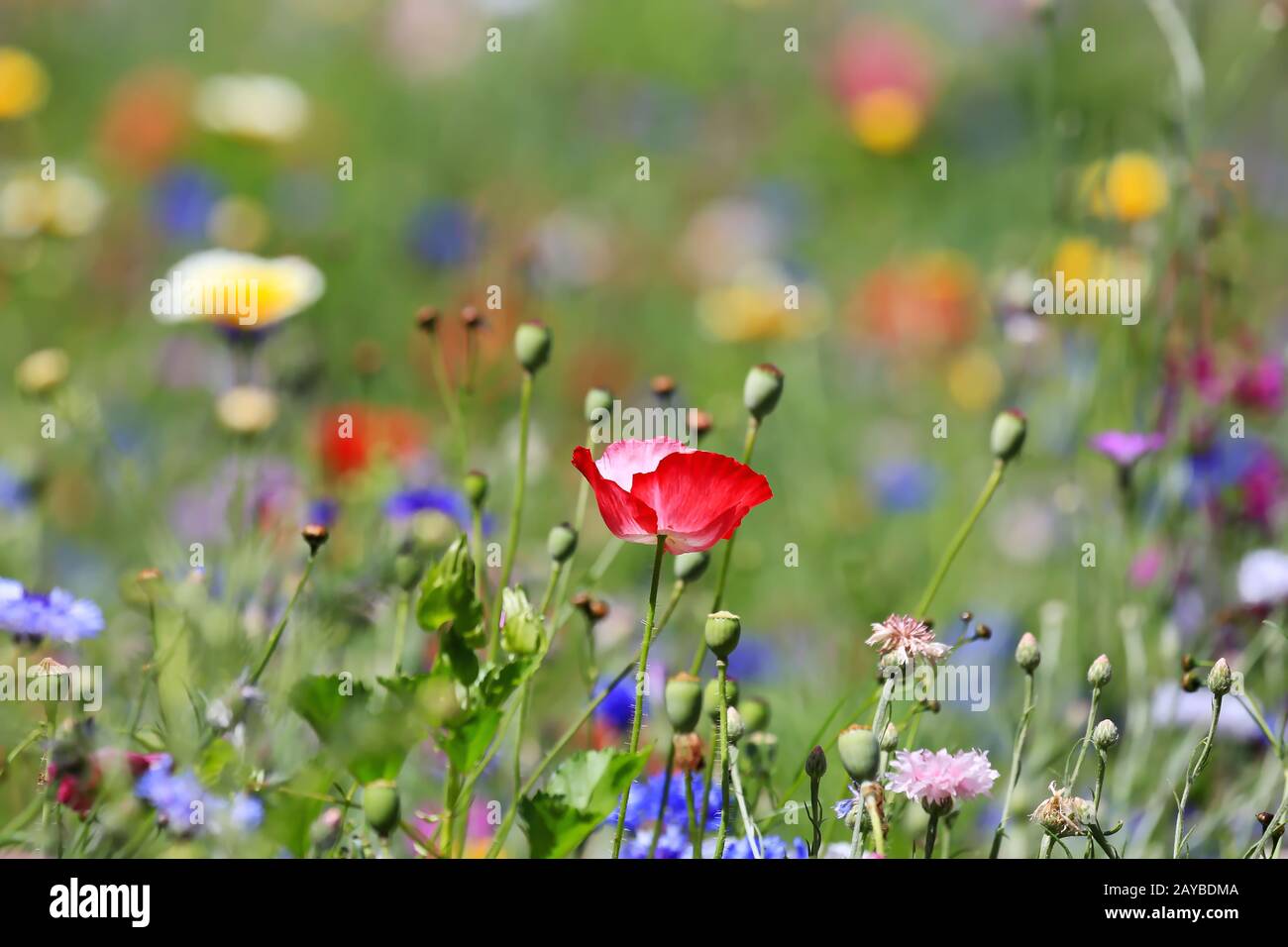 colorful flower meadow Stock Photo - Alamy