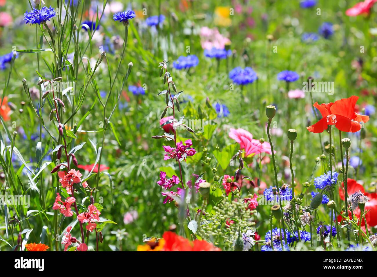 colorful flower meadow Stock Photo - Alamy
