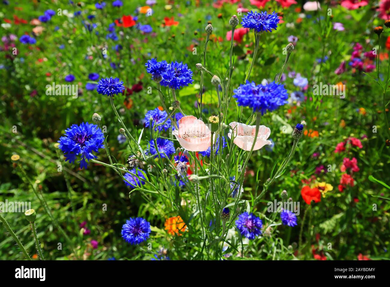 colorful flower meadow Stock Photo - Alamy