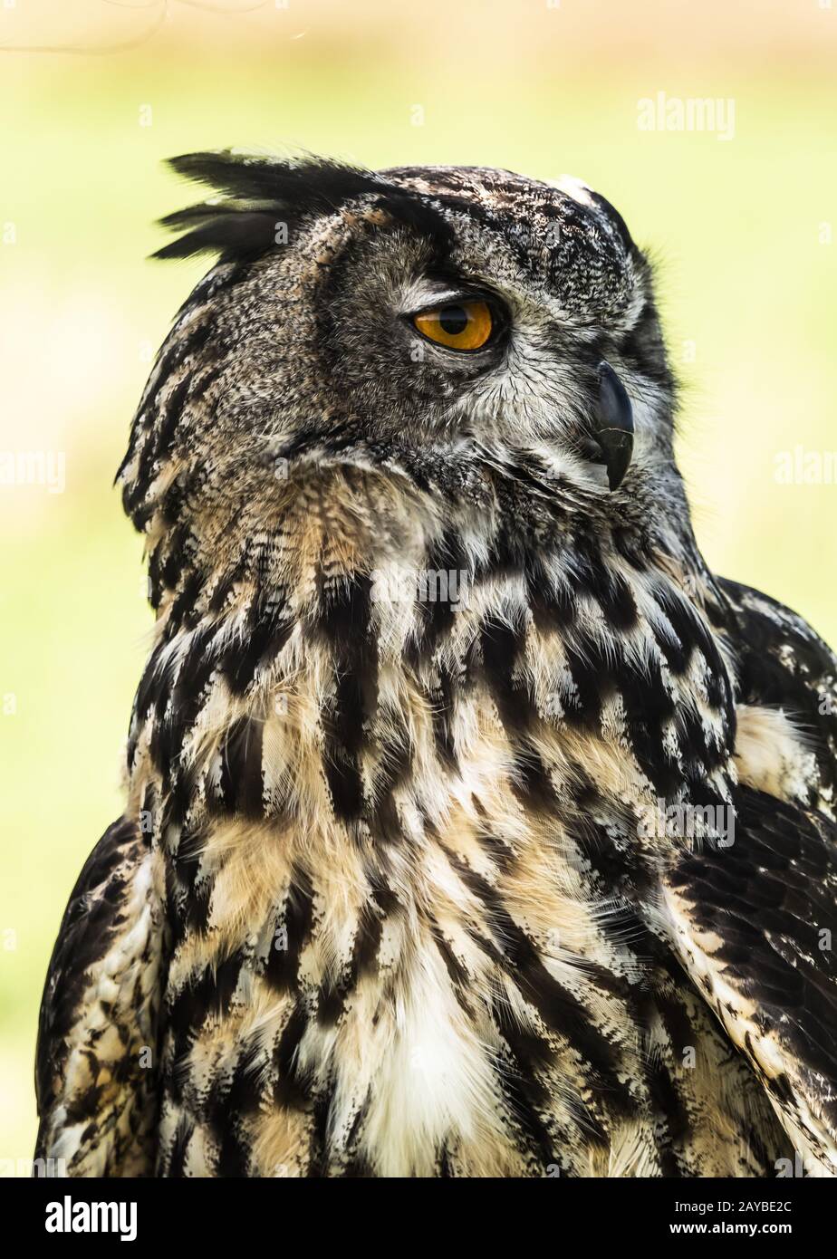 European Eagle Owl Stock Photo - Alamy