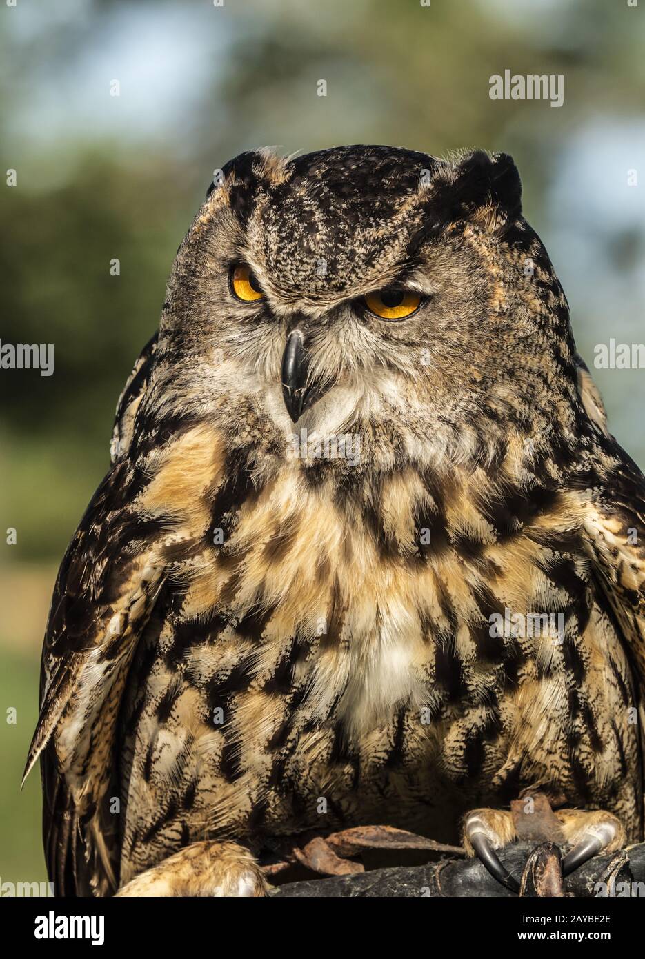 European Eagle Owl Stock Photo - Alamy