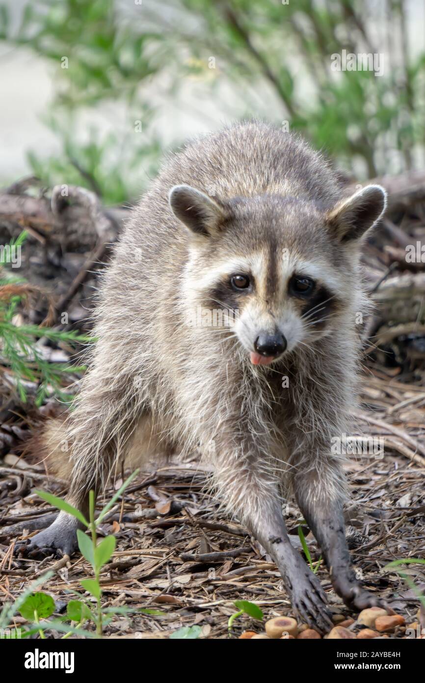 raccoon causing mischief at a campsite Stock Photo - Alamy