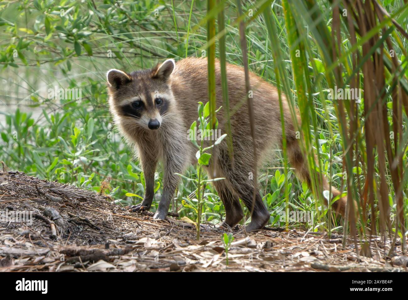 raccoon causing mischief at a campsite Stock Photo - Alamy