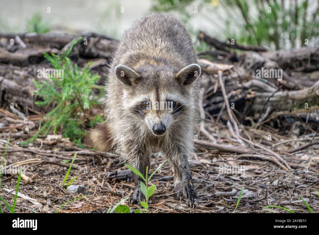 Raccoon marsh hi-res stock photography and images - Alamy