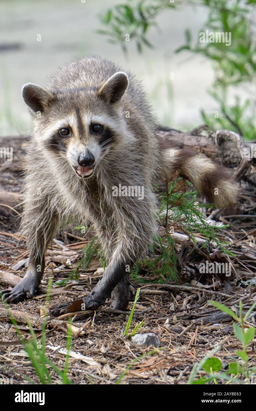 raccoon causing mischief at a campsite Stock Photo - Alamy