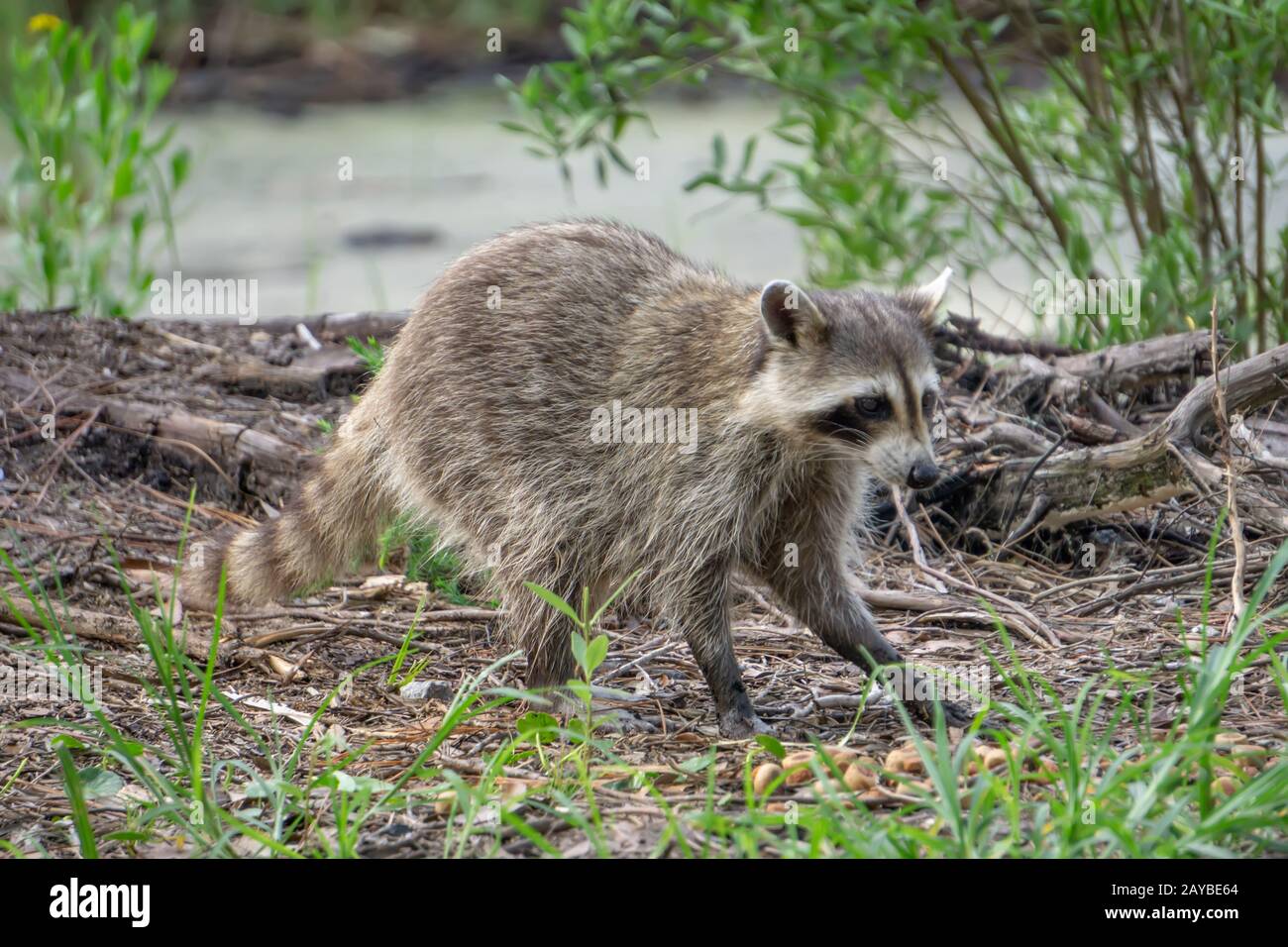 raccoon causing mischief at a campsite Stock Photo - Alamy