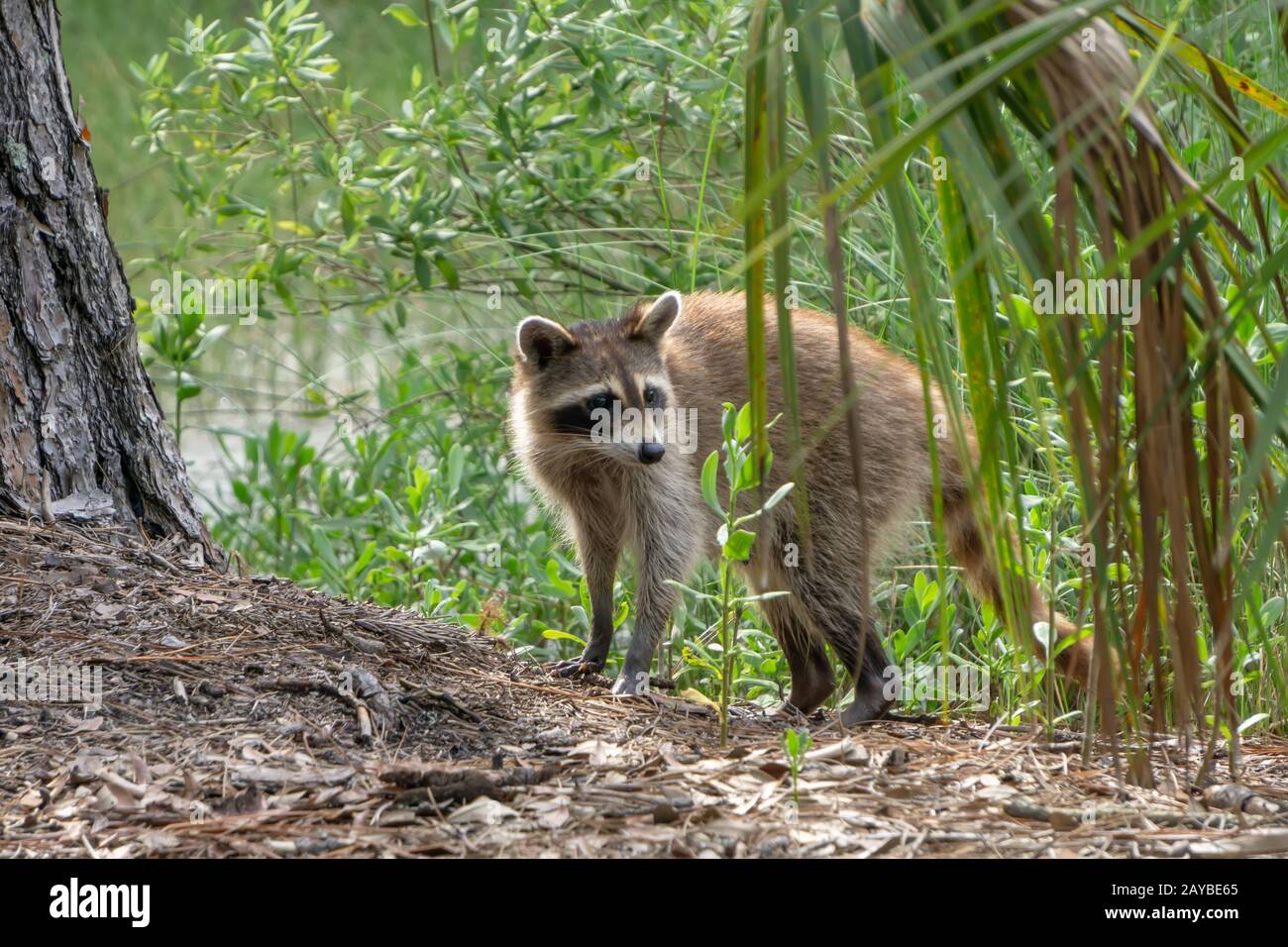 raccoon causing mischief at a campsite Stock Photo - Alamy