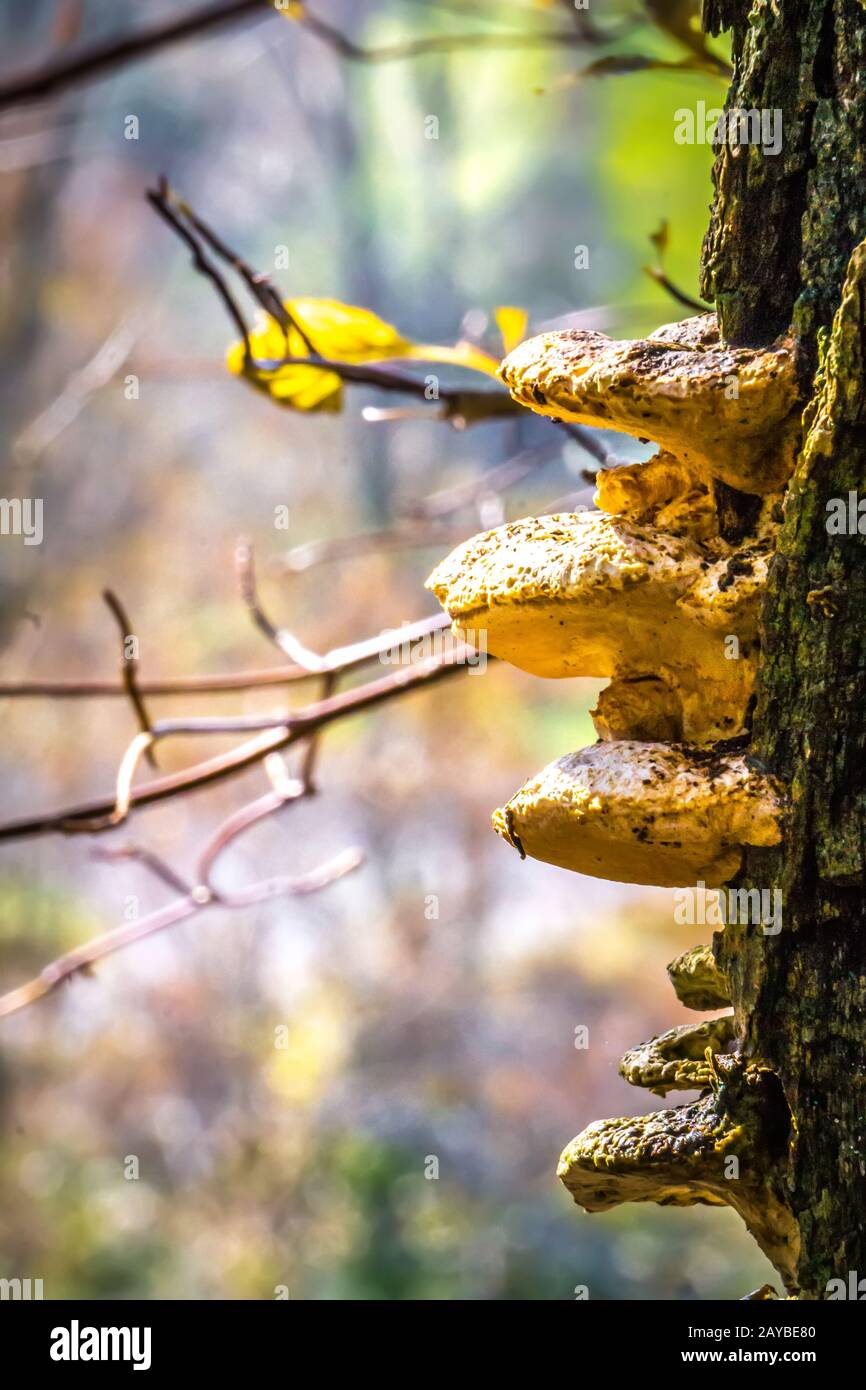 tree mushroom growing on a forest tree Stock Photo - Alamy