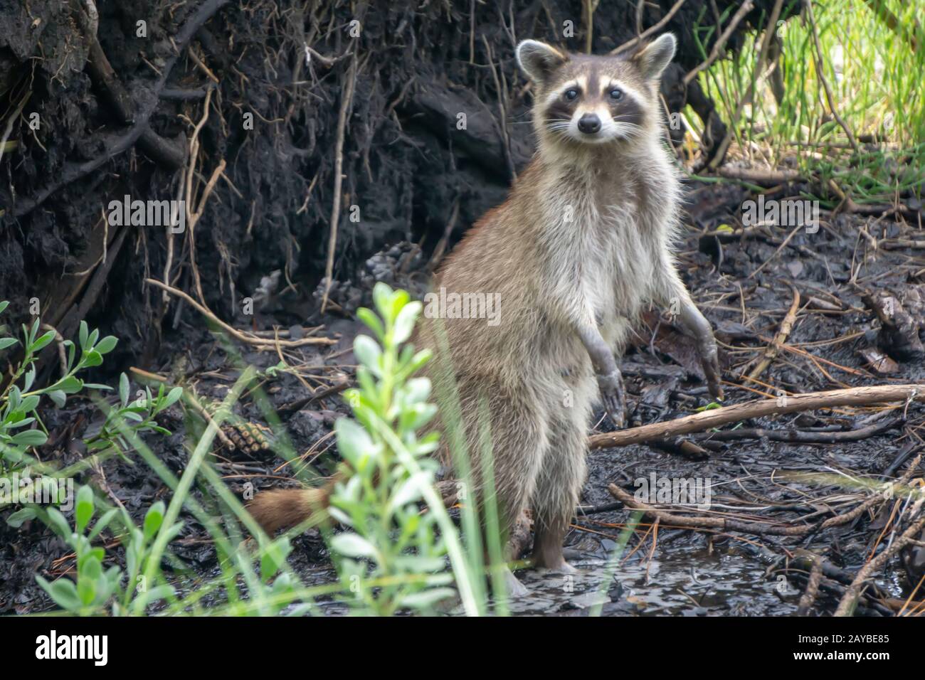 raccoon causing mischief at a campsite Stock Photo - Alamy