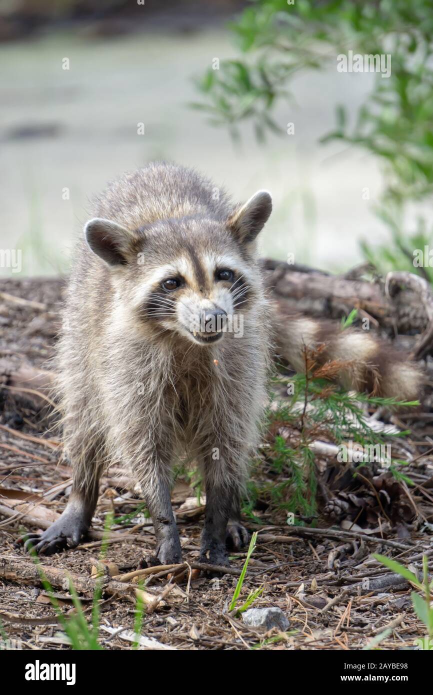 raccoon causing mischief at a campsite Stock Photo - Alamy