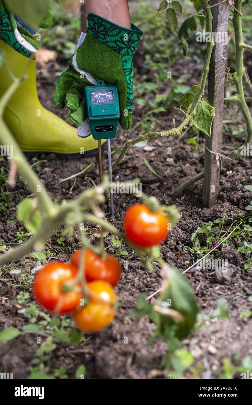 Moisture meter tester in soil. Measure soil for humidity on tomato ...